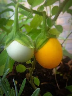 Easter Egg Plant